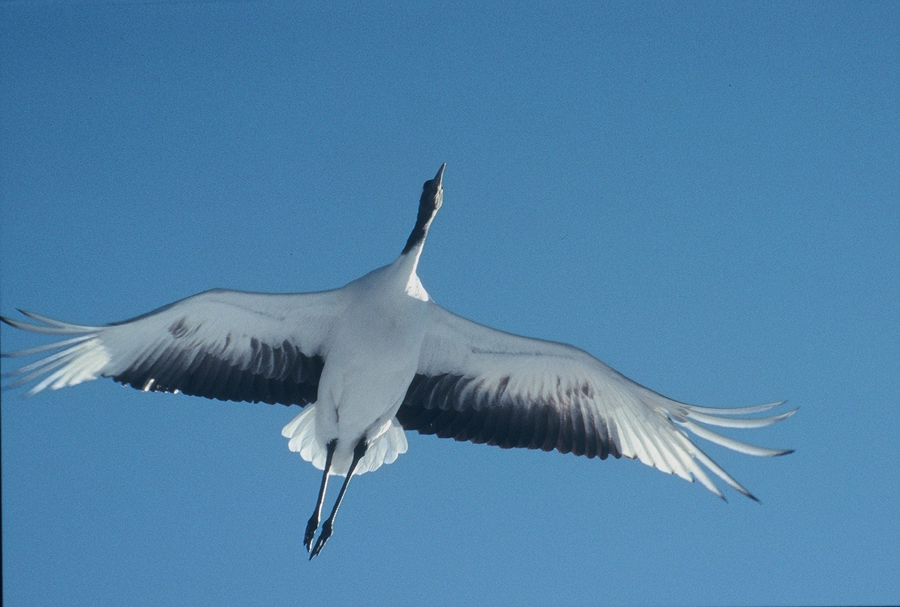 Blue Sky Winter Flight (北海道) - 民族音楽家のロビン・ロイドのオフィシャルページ